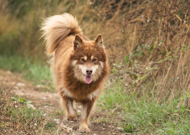 Guide complet sur le chien finnois de laponie : caractère et entretien