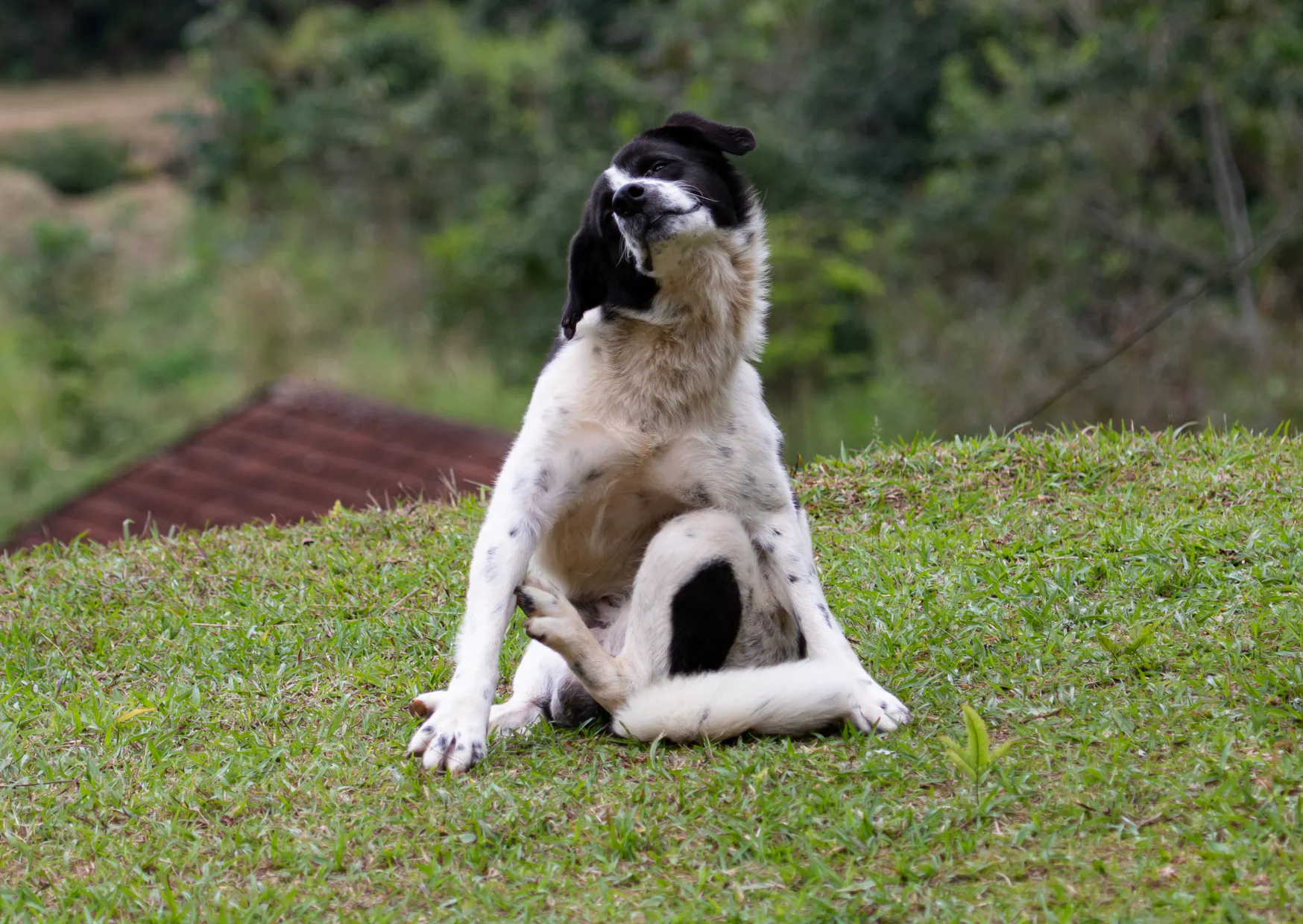 Piqures d’aoûtats chez le chien, comment prévenir et guérir