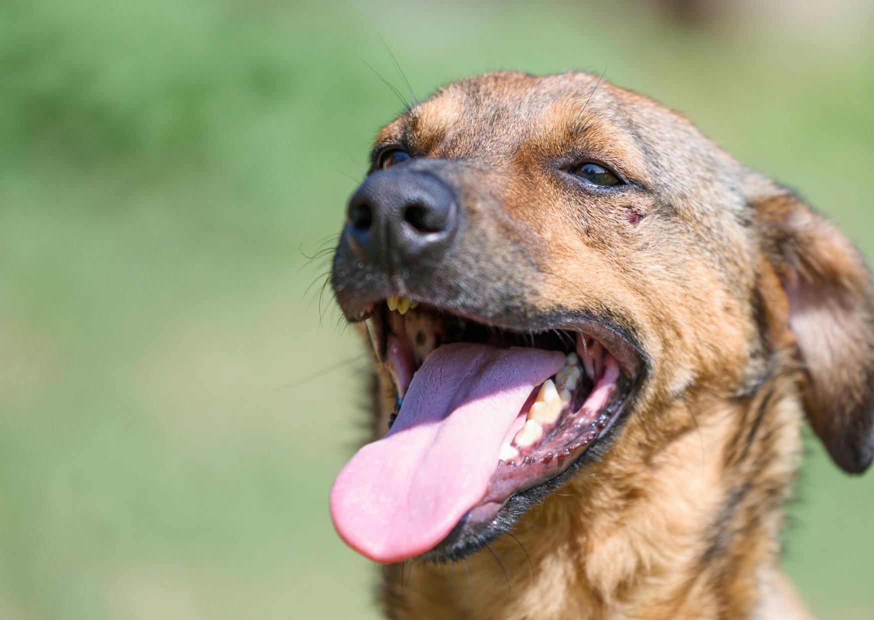 Berger créole : Tout savoir sur cette race de chien