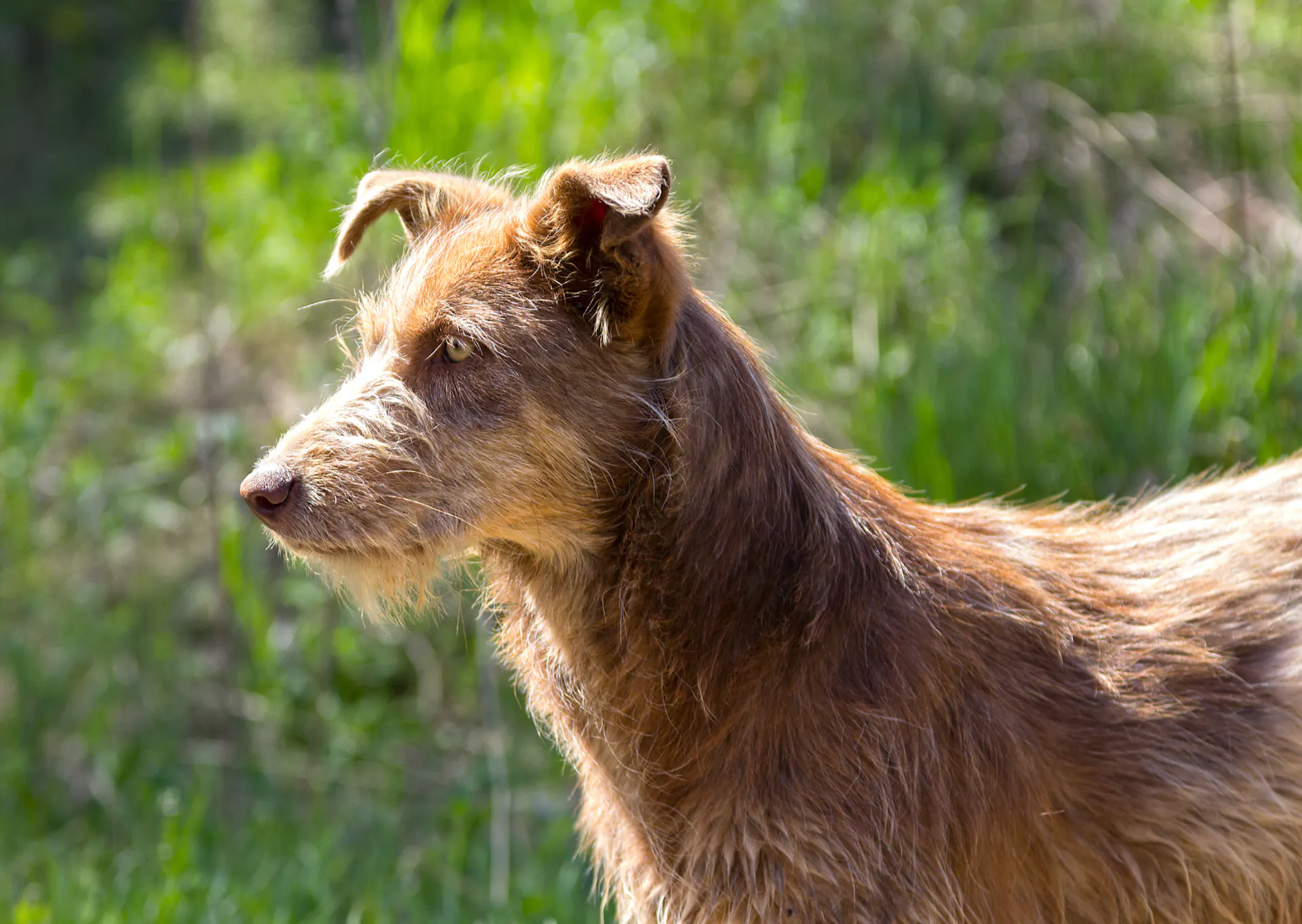 Berger créole : Tout savoir sur cette race de chien