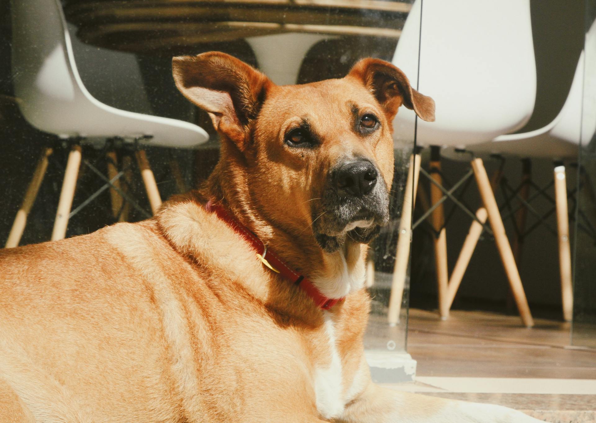 Berger créole : Tout savoir sur cette race de chien