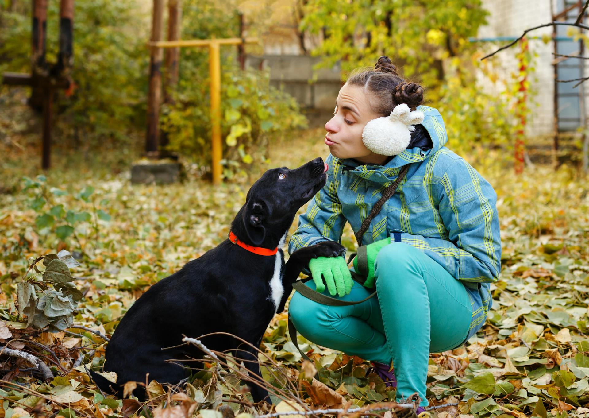 Berger créole : Tout savoir sur cette race de chien