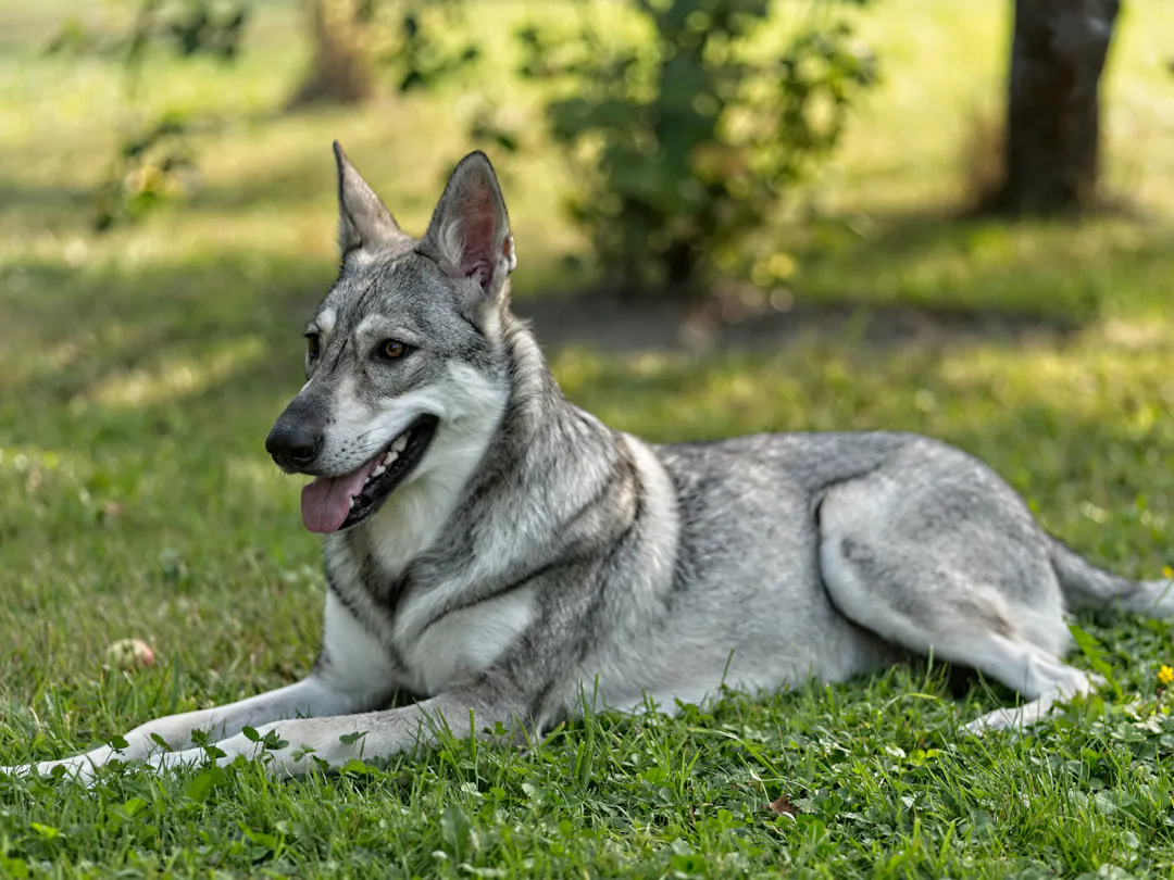 Chien loup de Saarloos : Guide complet sur cette race de chien