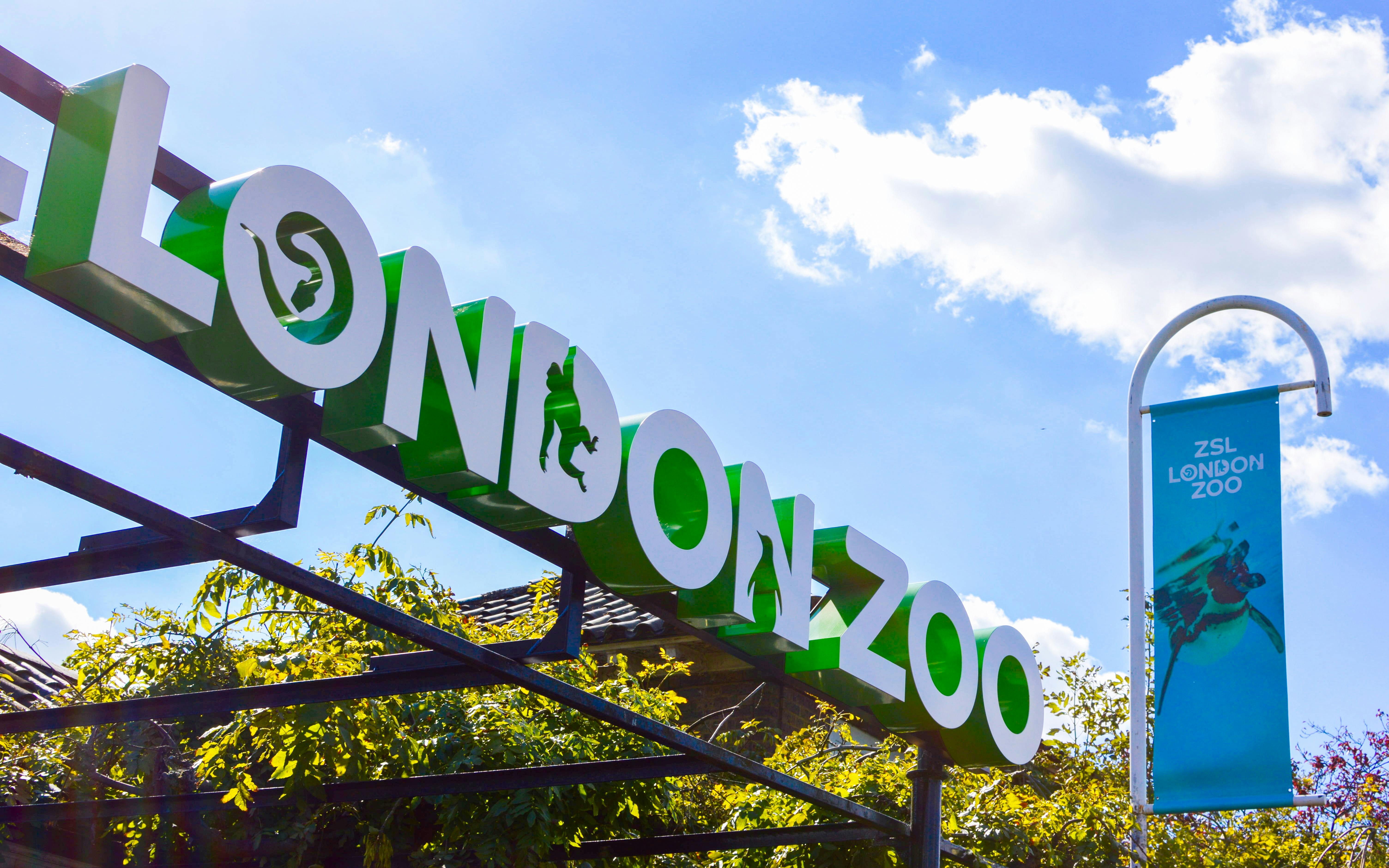 Discover London Zoo Animals: An Amazing Wildlife Adventure