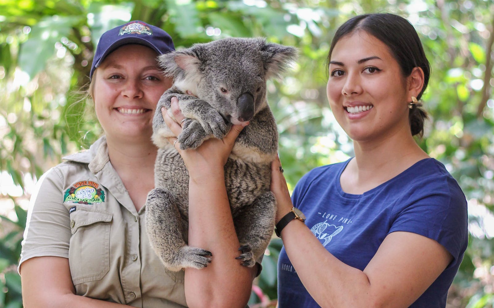 Book Koala Conservation Reserve Tickets
