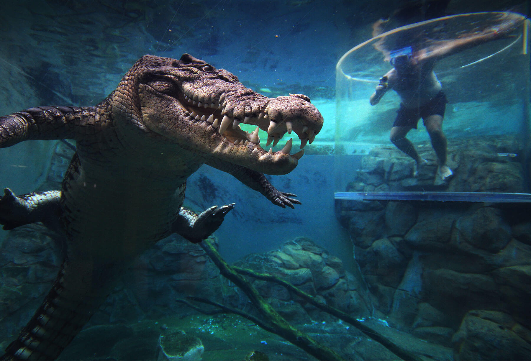 Book Crocosaurus Cove Tickets & Experiences