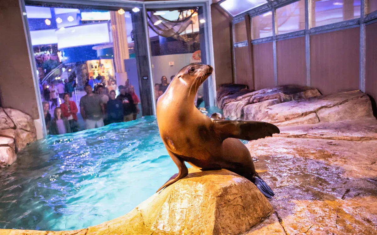 Book Georgia Aquarium Tickets Flexible Hours Mobile Tickets Book Georgia Aquarium Tickets Flexible Hours Mobile Tickets