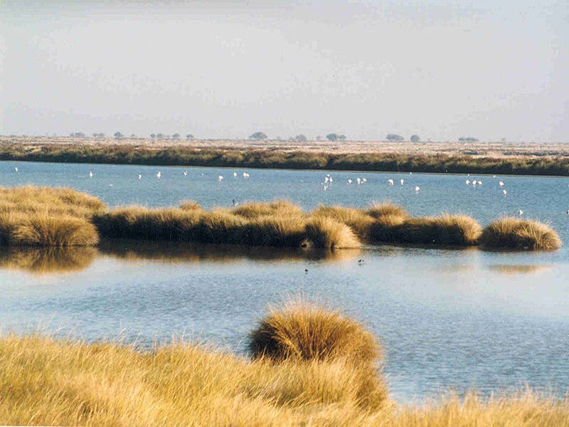 Doñana National Park - Hiking Trails, Maps, Sights, Information and ...