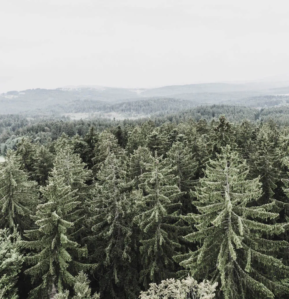 Bavarian Forest National Park - Hiking Trails, Maps, Sights ...