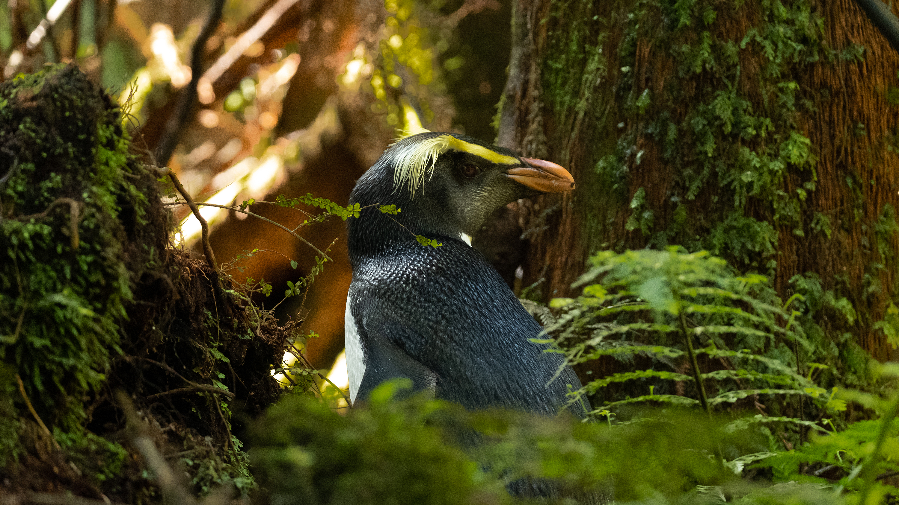 Our Planet II Chronicles Unexpected Animal Migration