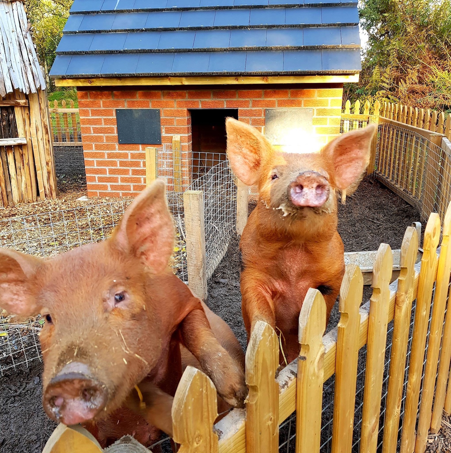 30 Of The UK's Best Adventure Farm Parks For Kids - Netmums