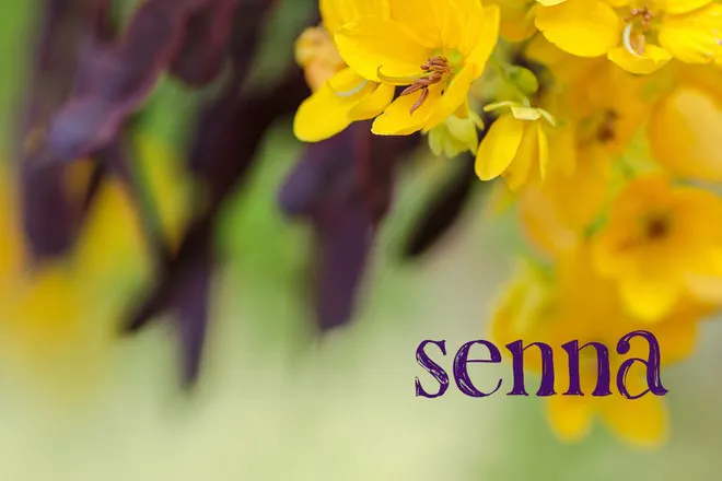 Flower baby names - Netmums