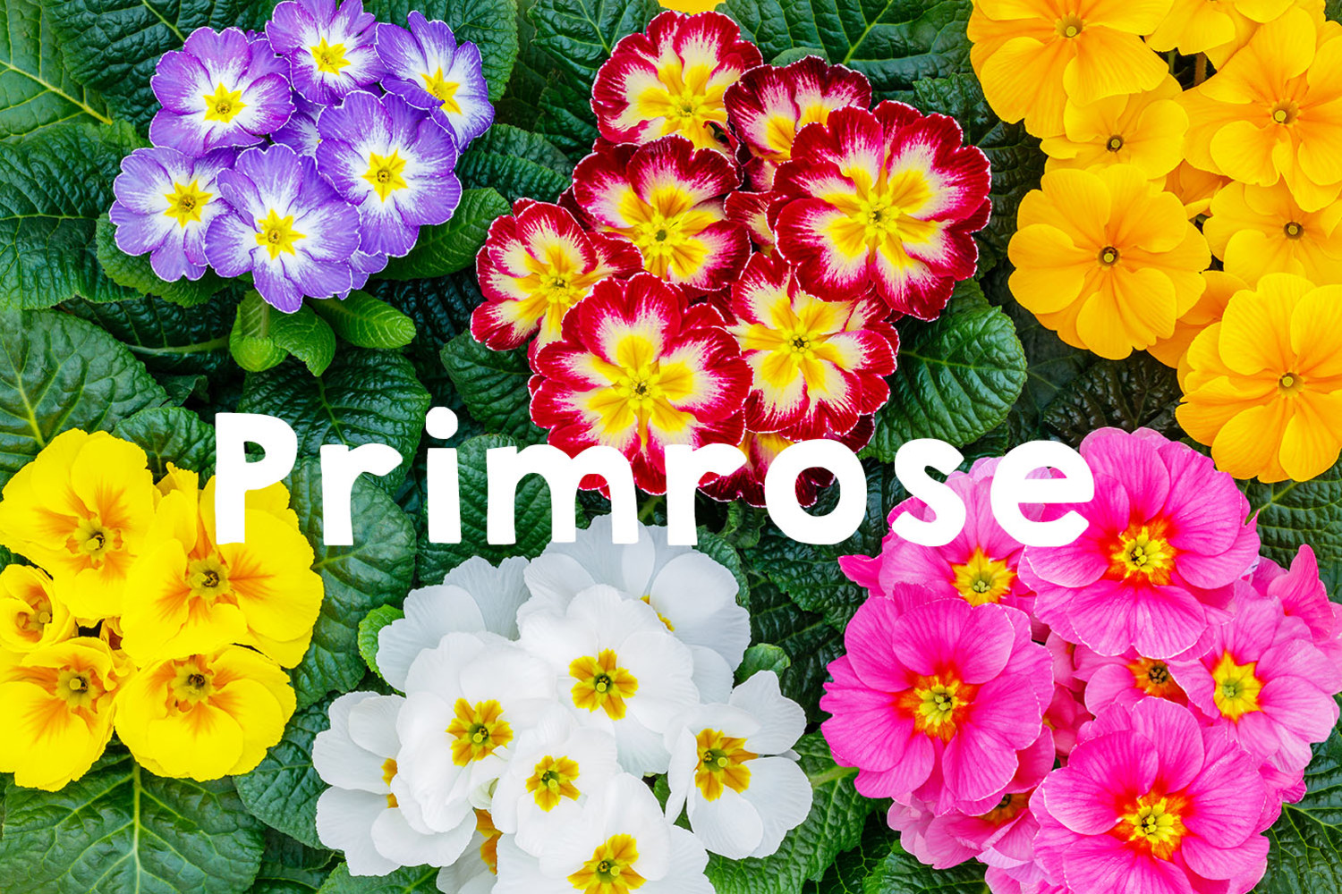 30 Plant-Inspired Baby Names - Netmums
