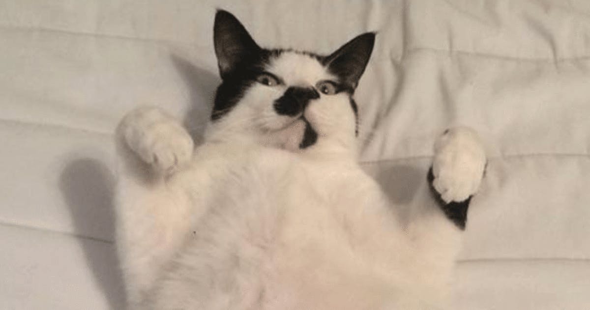 Mum-to-be puts nappies on cat to prepare for parenthood - Netmums