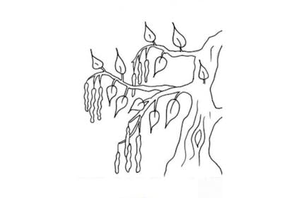 Spring pictures to print and colour - Netmums