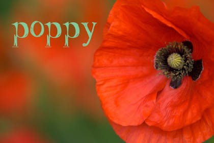 Flower baby names - Netmums