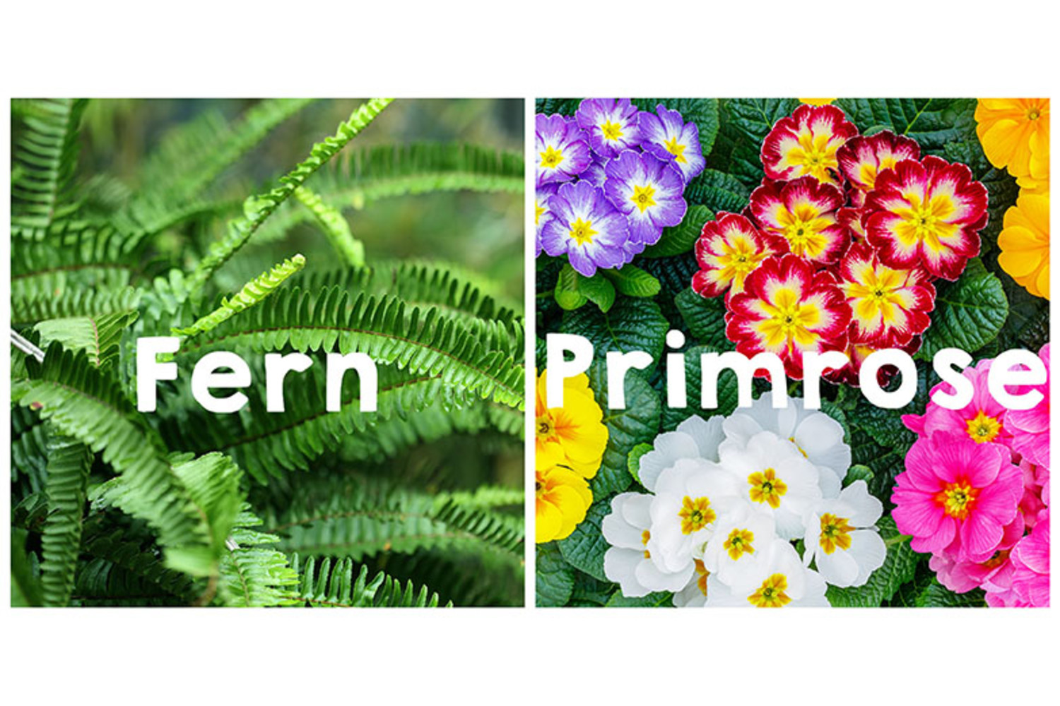 30 Plant-Inspired Baby Names - Netmums