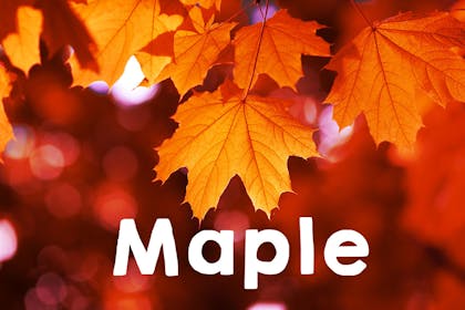 30 Plant-Inspired Baby Names - Netmums