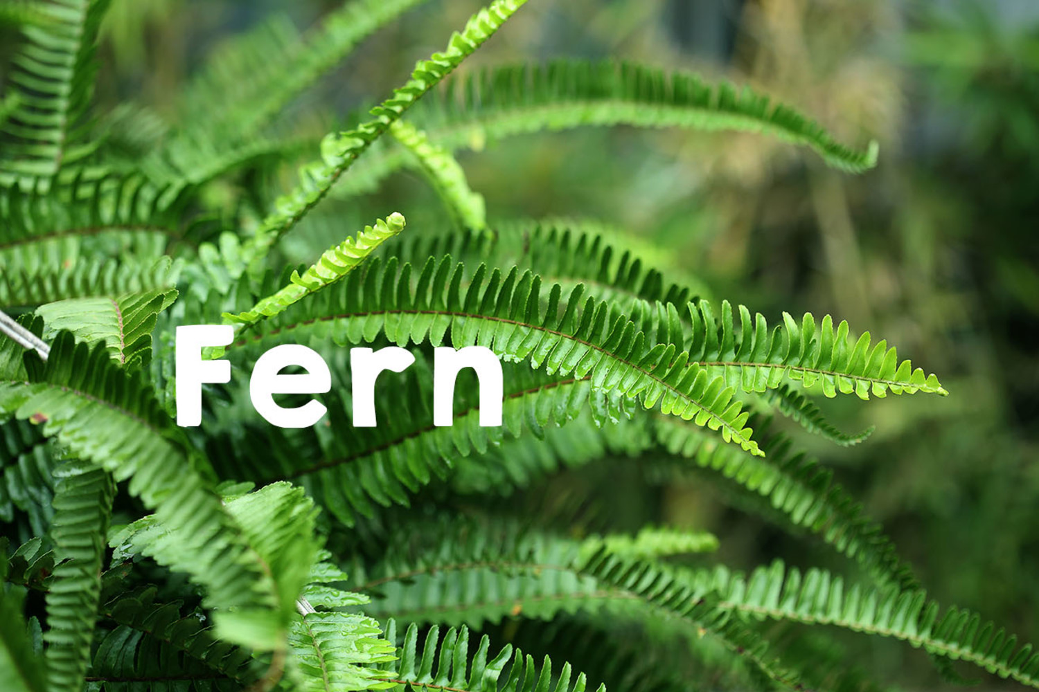 30 Plant-Inspired Baby Names - Netmums