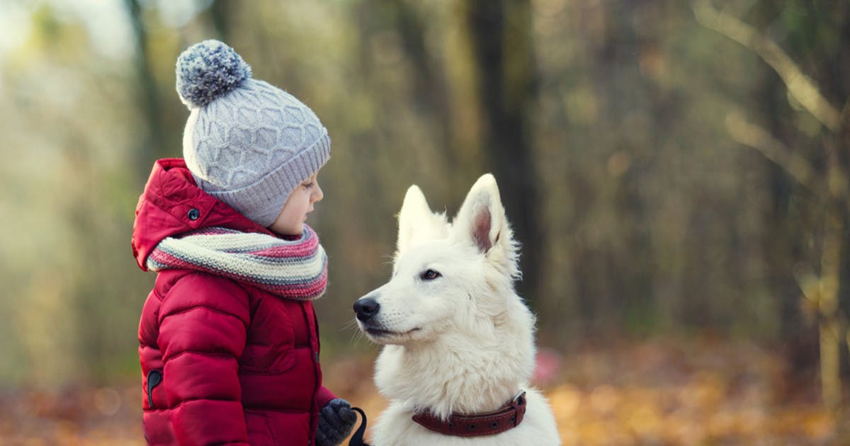 MPs Call For Better Education Of Children On Dog Safety - Netmums