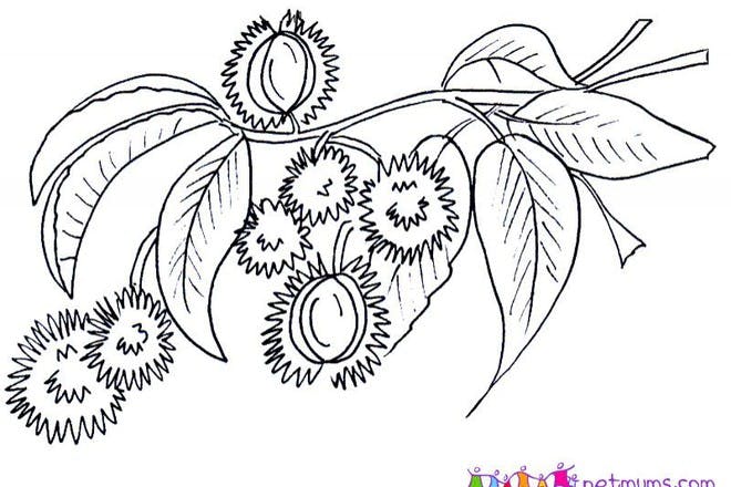 Autumn pictures to print off and colour - Netmums