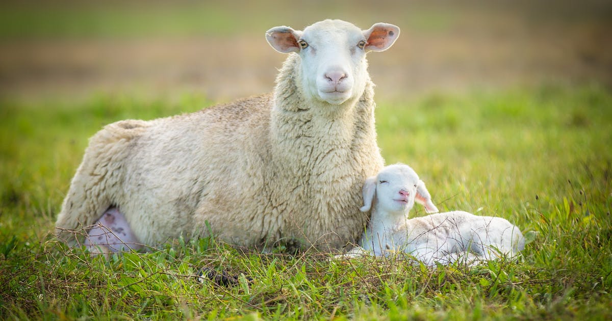 Spring sheep and lamb pictures to print and colour - Netmums