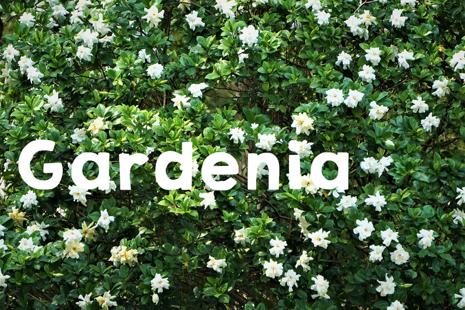 30 Plant-Inspired Baby Names - Netmums