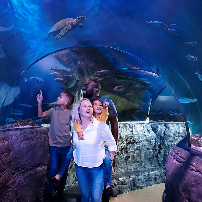 Top Merlin attractions around the UK (for every age group) - Netmums