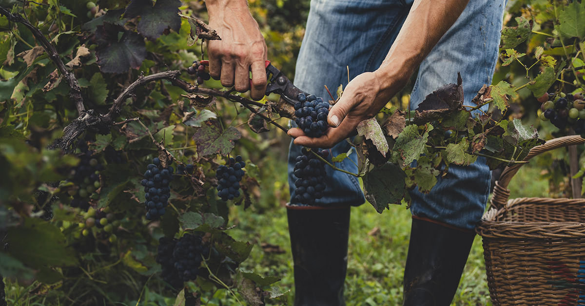 Newfront Insurance: Modernizing the Insurance World