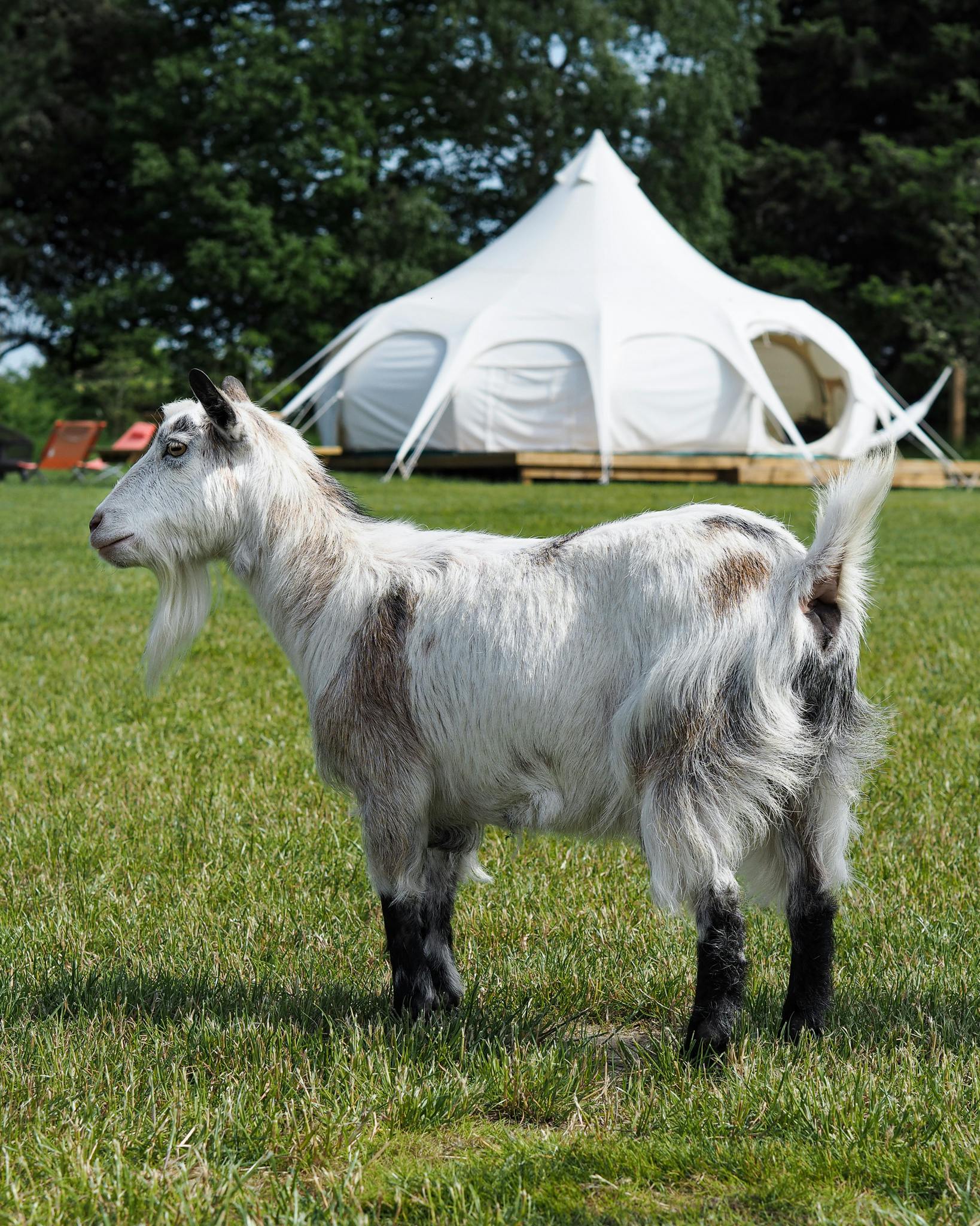 Booted Goat