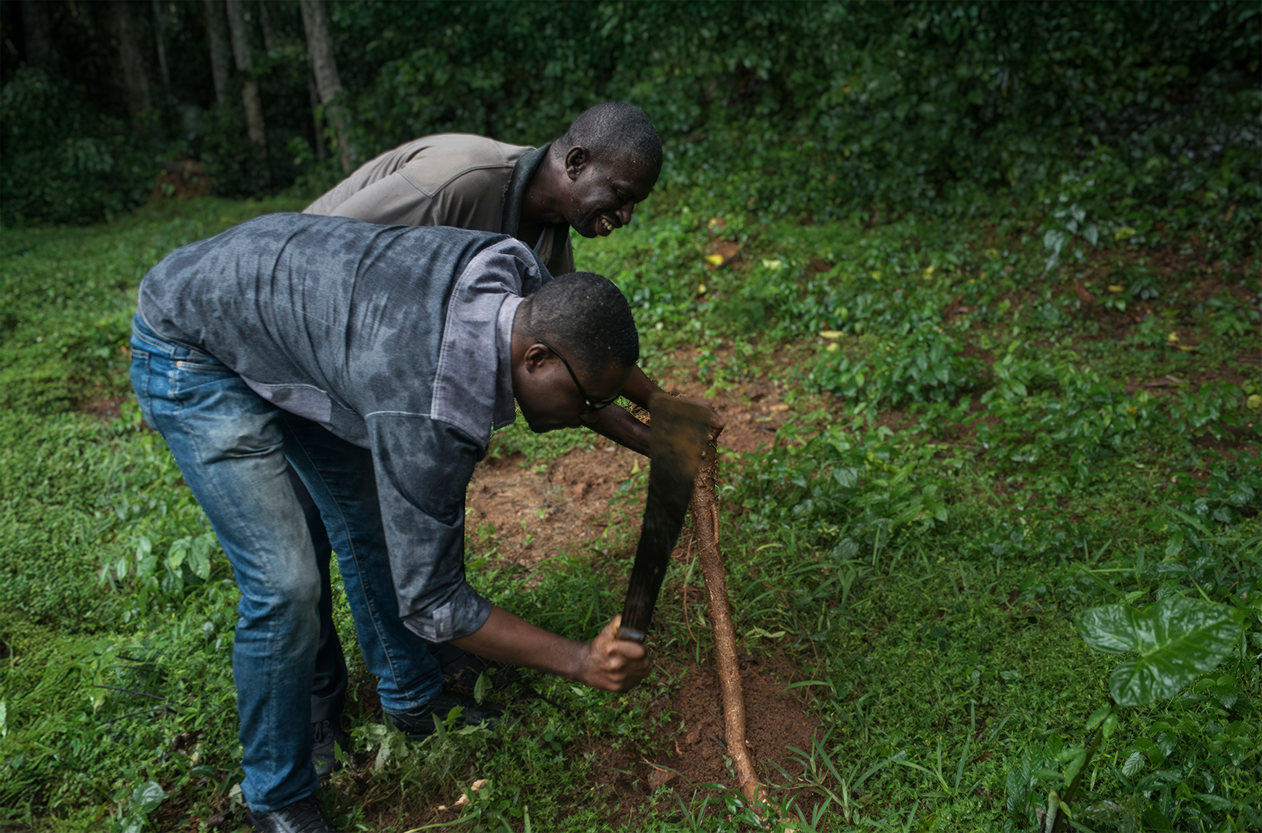The healing power of plants