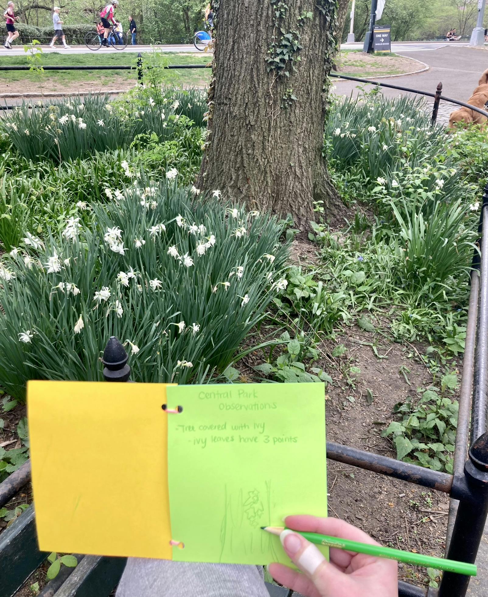 Little New-Yorkers @ Home: Make a Nature Journal Inspired by Rachel ...