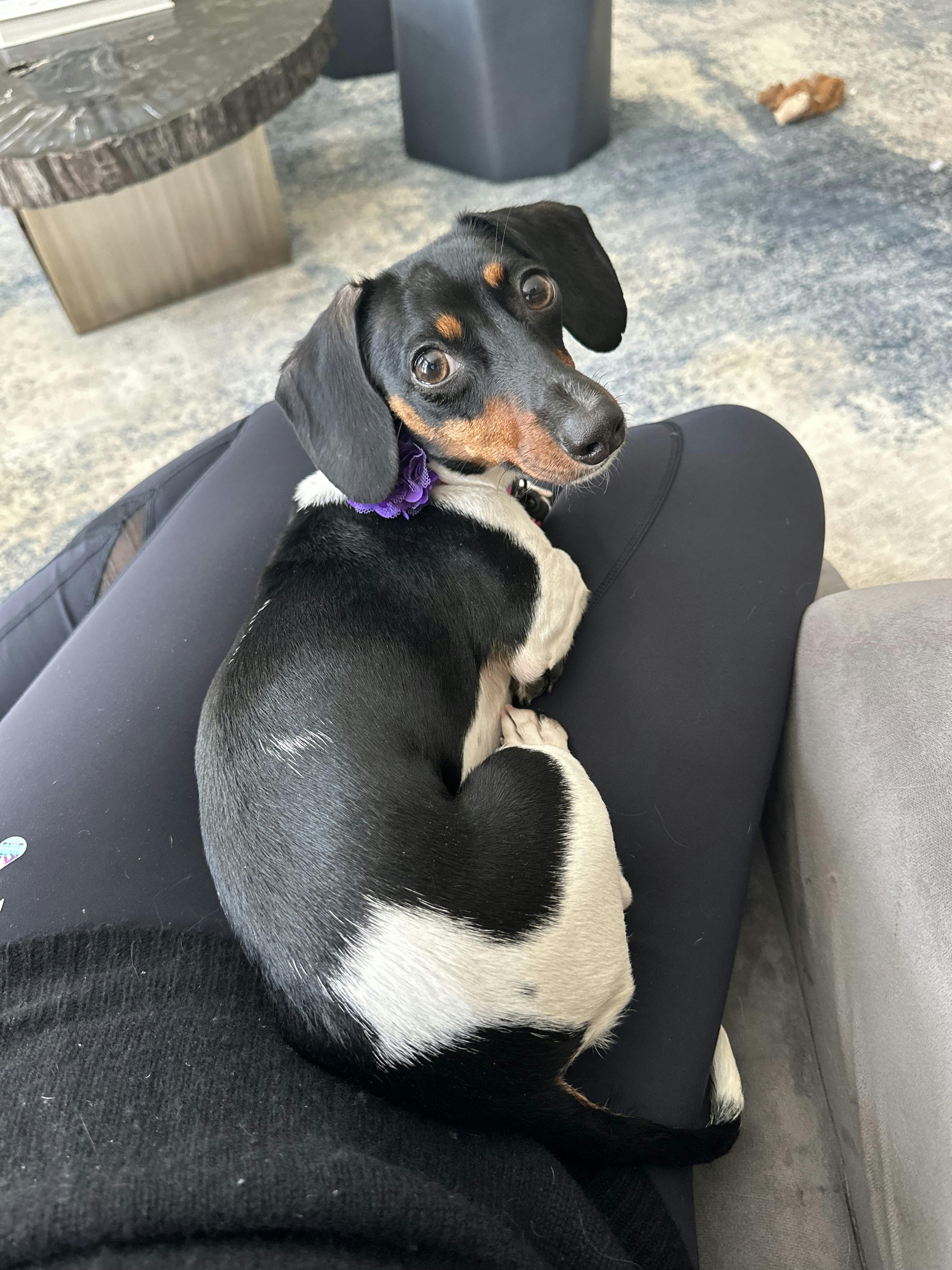 Pets and the City | The New York Historical