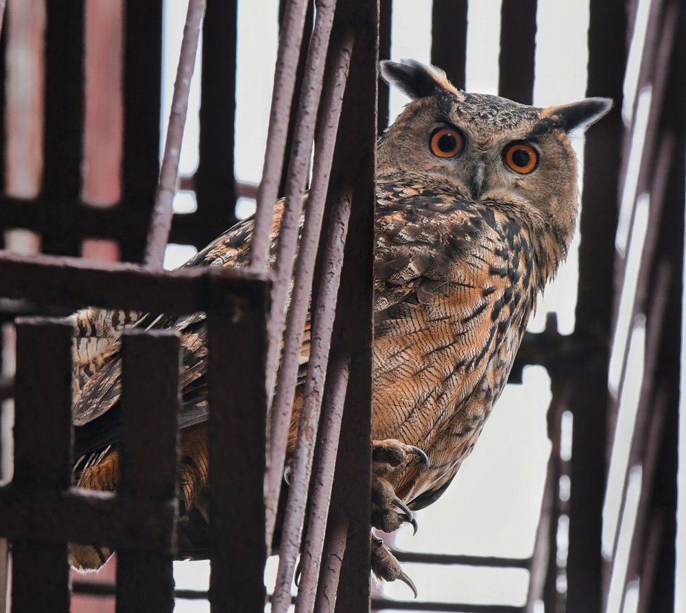 Flaco the Owl Commemorated at The New York Historical | The New York ...