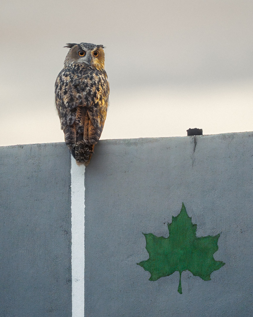 Flaco the Owl Commemorated at The New York Historical | The New York ...