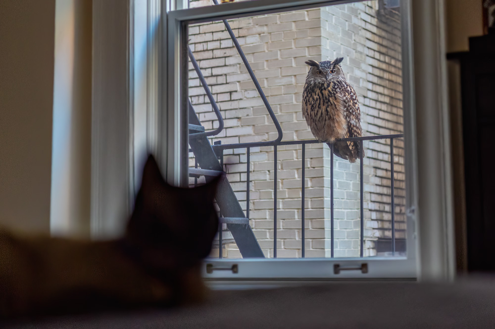 Flaco the Owl Commemorated at The New York Historical | The New York ...
