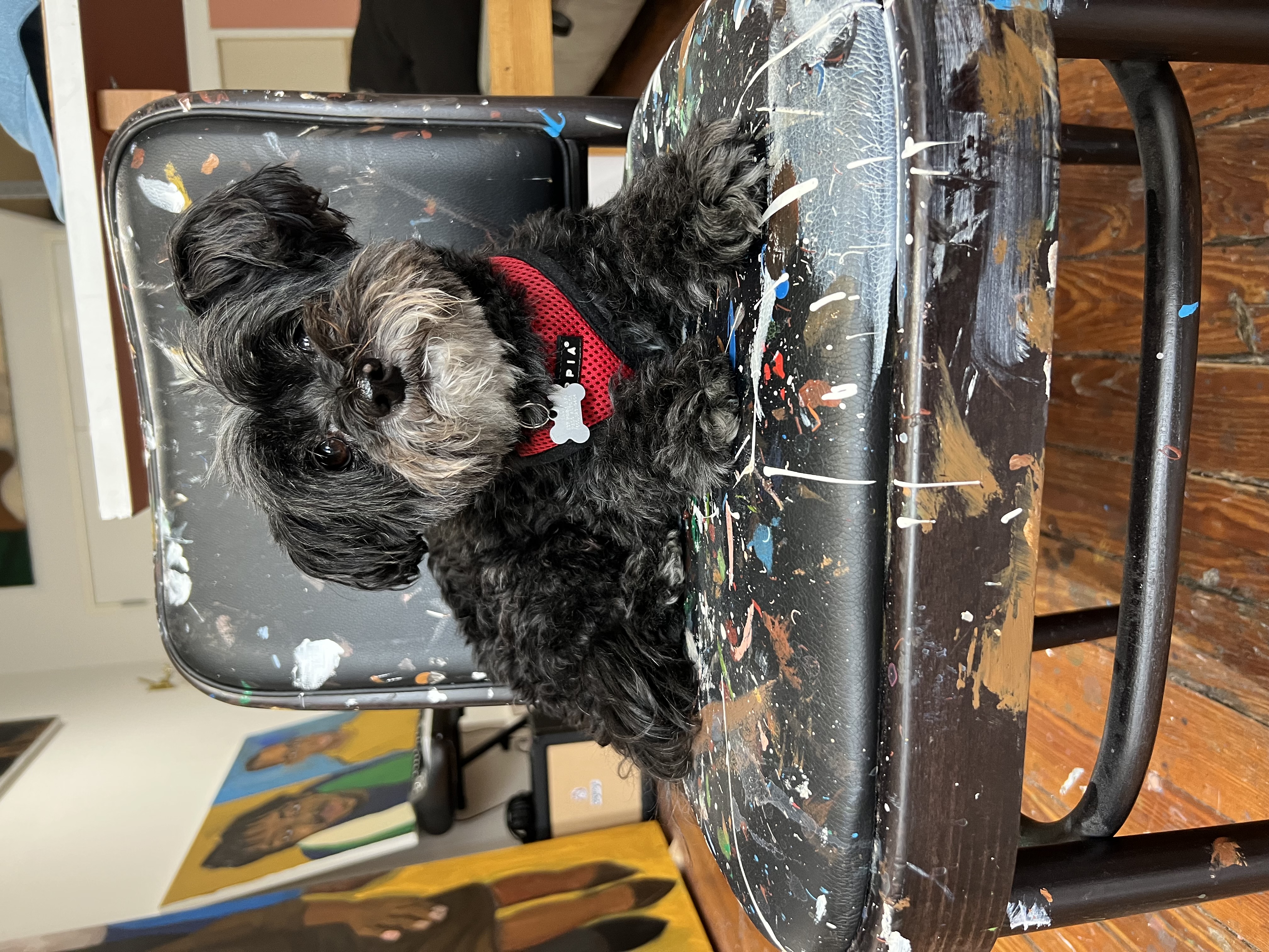 Pets and the City | The New York Historical