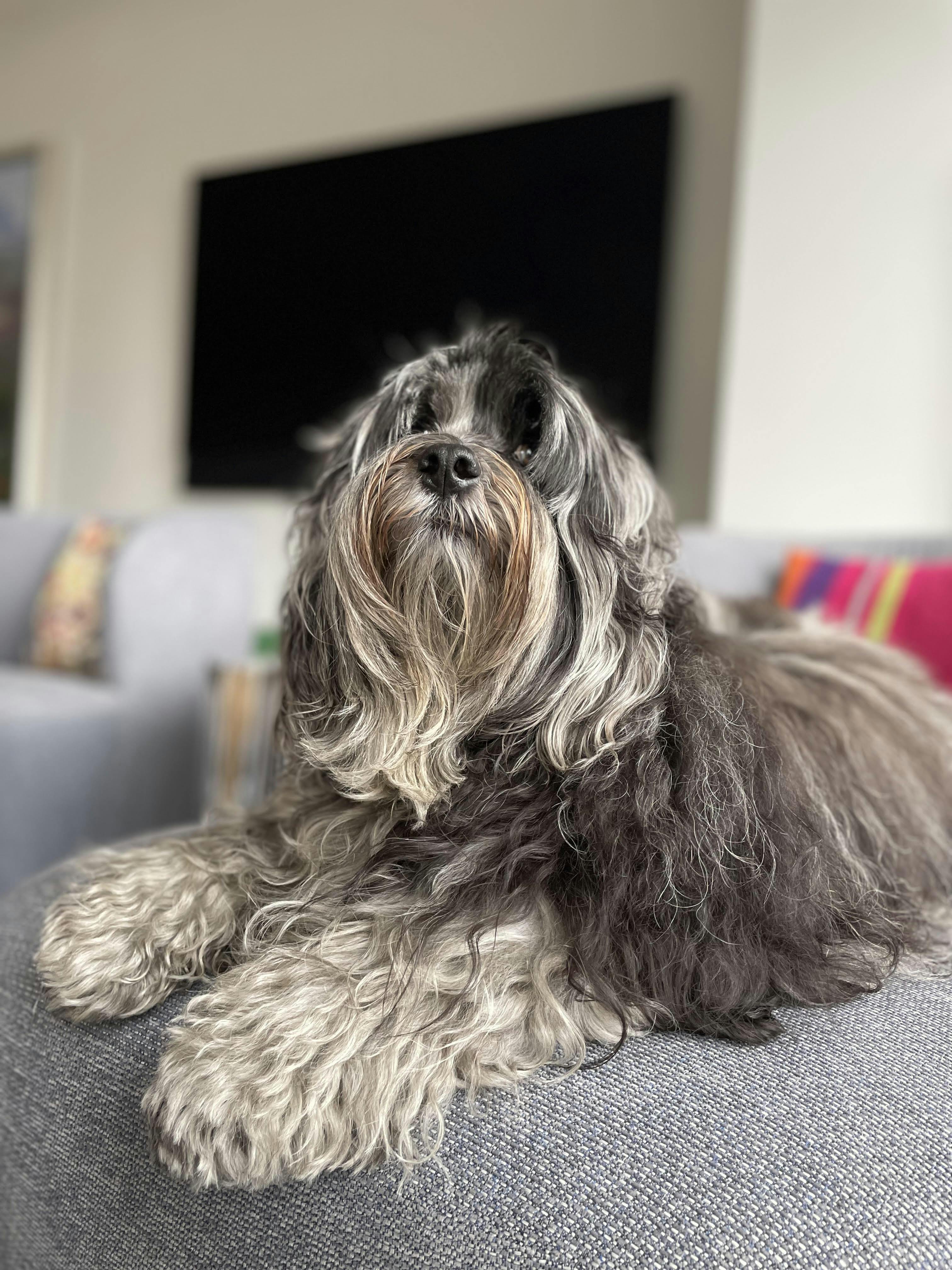 Pets and the City | The New York Historical