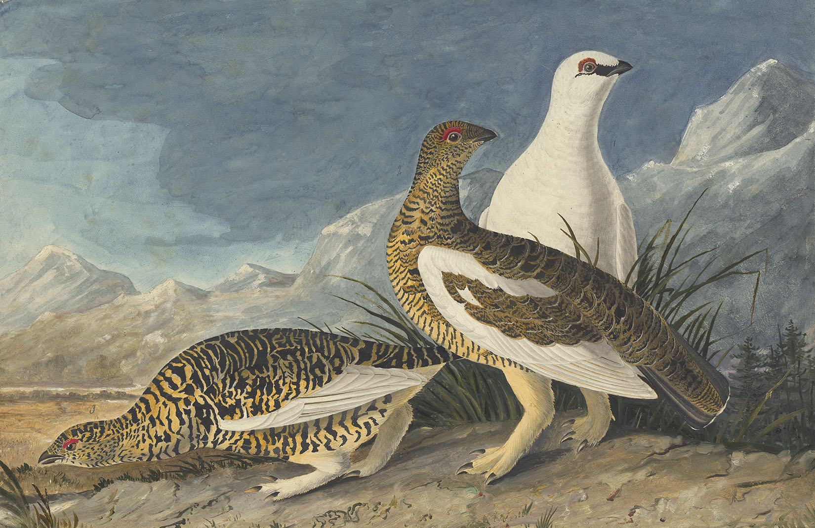 Audubon: National Treasures—Birds of Winter for The Birds of America ...