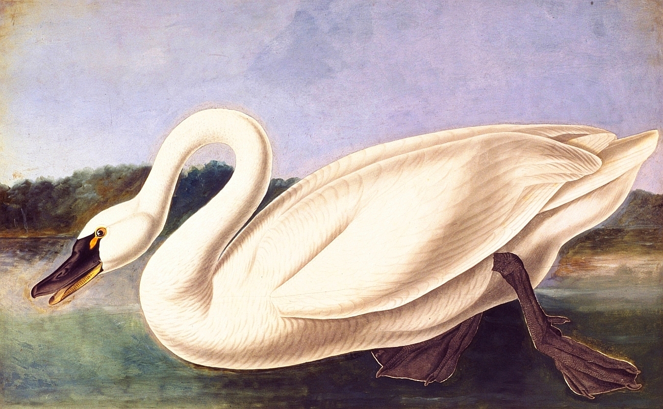 John James Audubon: National Treasures—Summer Swans A-swimming for The ...