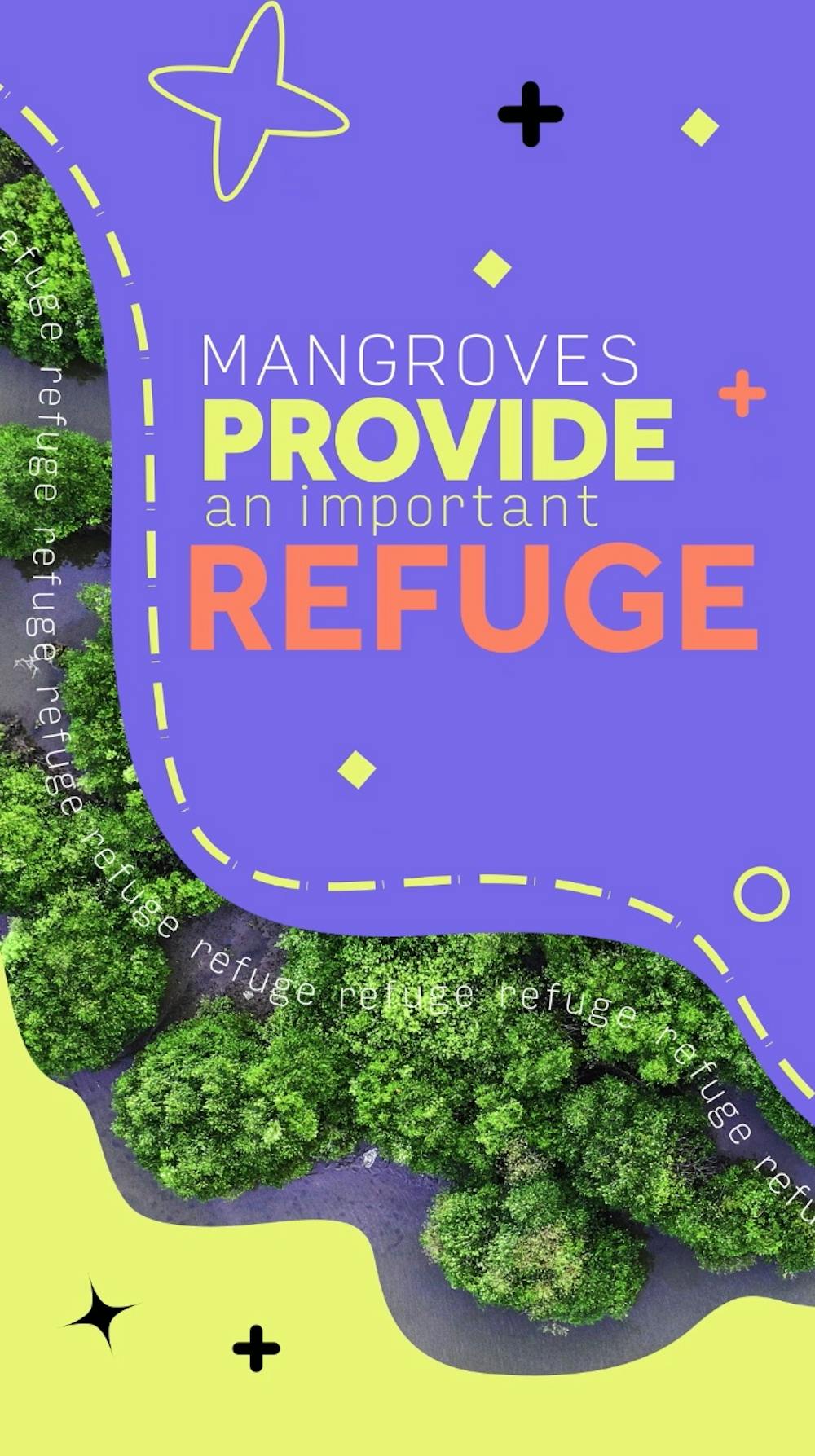 The Magic Of Mangroves - The Ocean Agency
