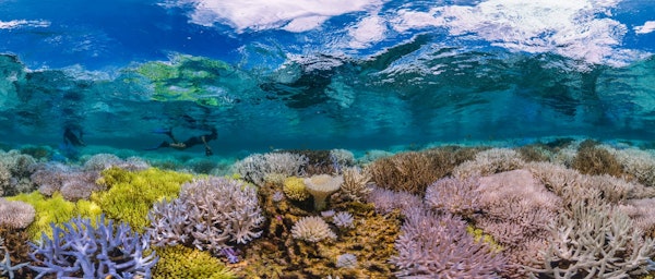 Revealing the Ocean’s Warning in Glowing Color - The Ocean Agency