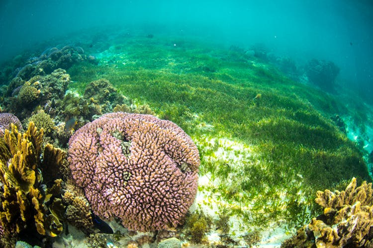 The Magic Of Seagrass Seagrass Is The Oceans Wild Savannah The