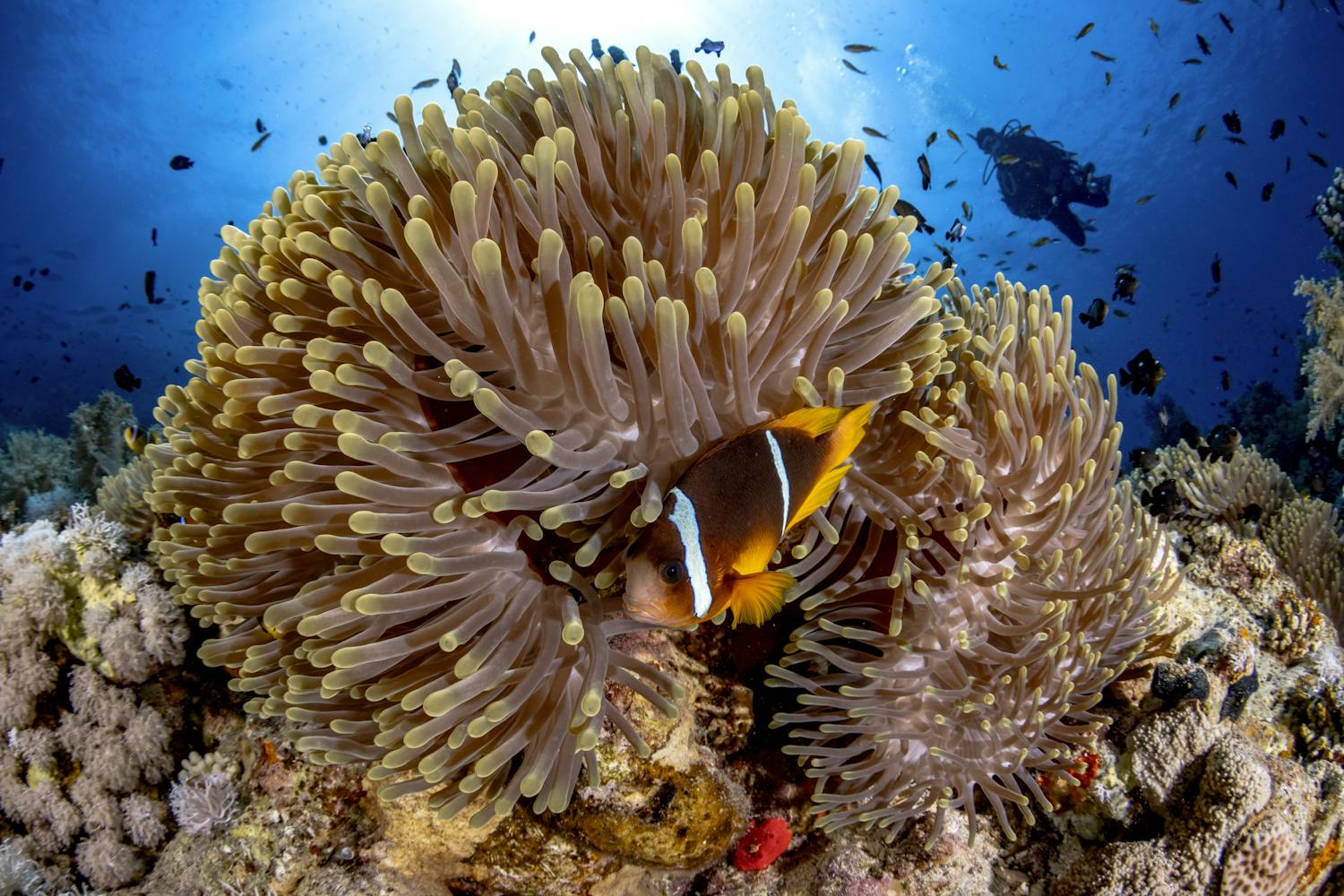 Protection for One of the World’s Most Important Reefs - The Ocean Agency