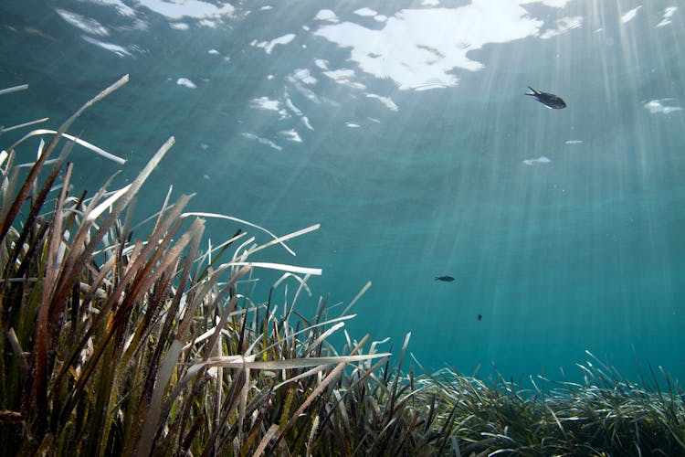 The Magic Of Seagrass Seagrass Is The Oceans Wild Savannah The