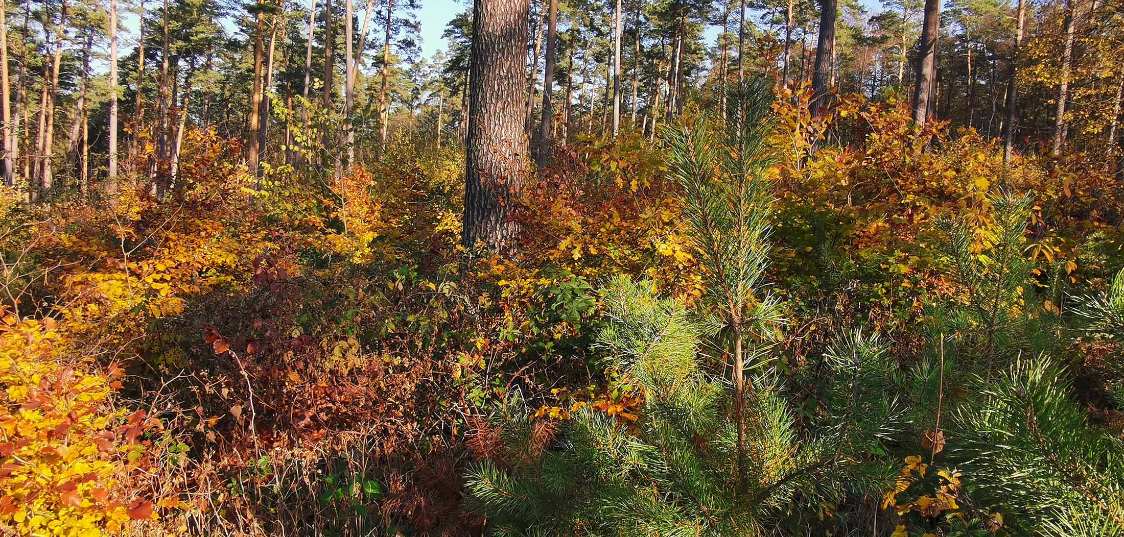 Climate protection projects from OCELL | OCELL