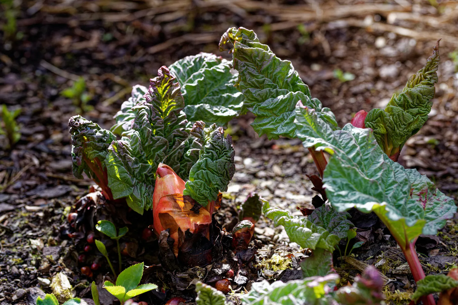 Want To Know What To Do With Rhubarb Leaves?
