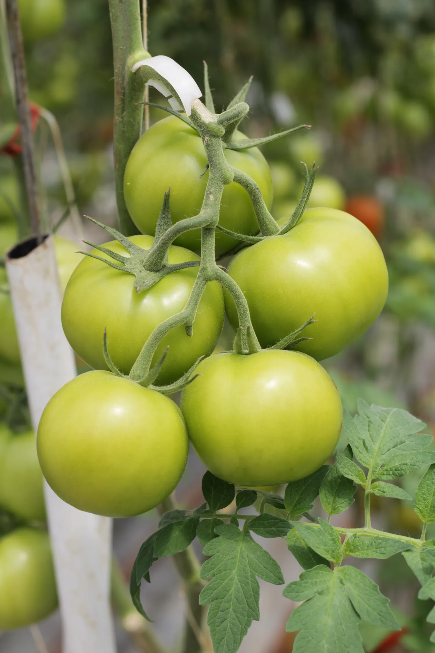 10 ways you can use green tomatoes