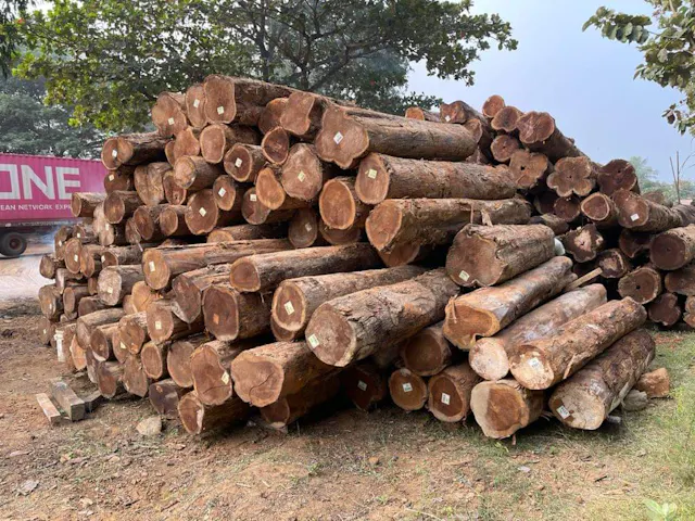 Timber Species | Global Hardwood Collection | OPS Forestry
