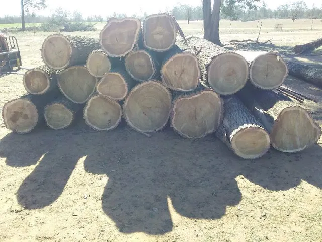 Timber Species | Global Hardwood Collection | OPS Forestry